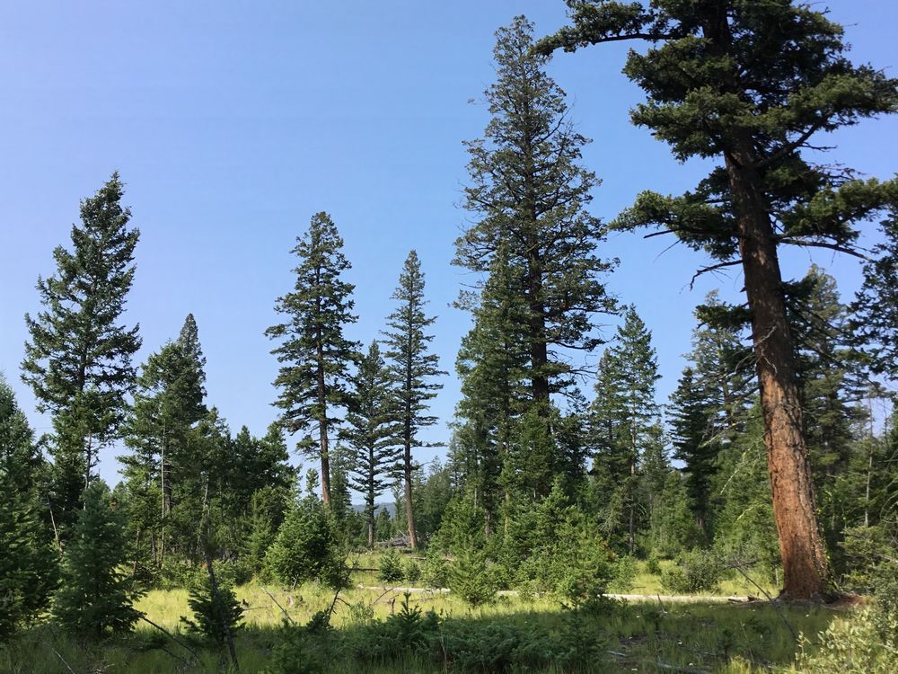 Report highlights impacts of changing climate on B.C. Interior forests ...