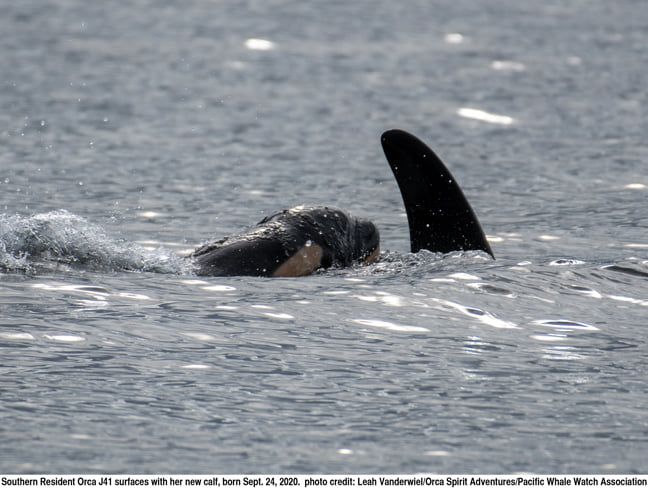 New baby orca's birth witnessed off Victoria | Vancouver Sun