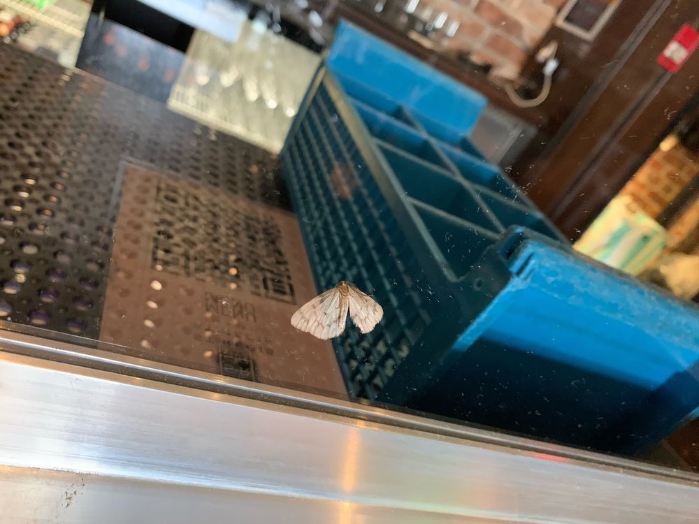 Special broom needed to clear looper poop 3 times a day: Cabin owner ...