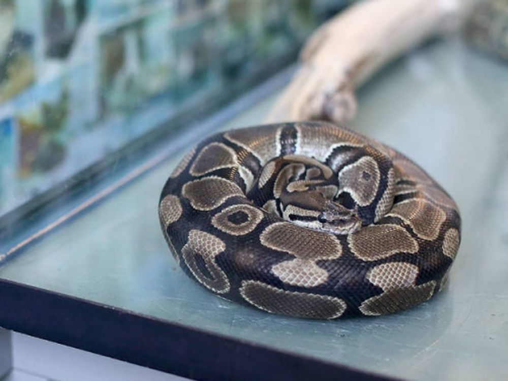 Python who longed for freedom found dead on Vancouver Island ...