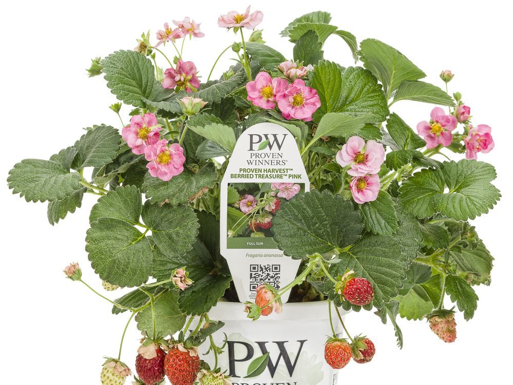 Minter: Proven Winners is major contributor to improving our gardens ...