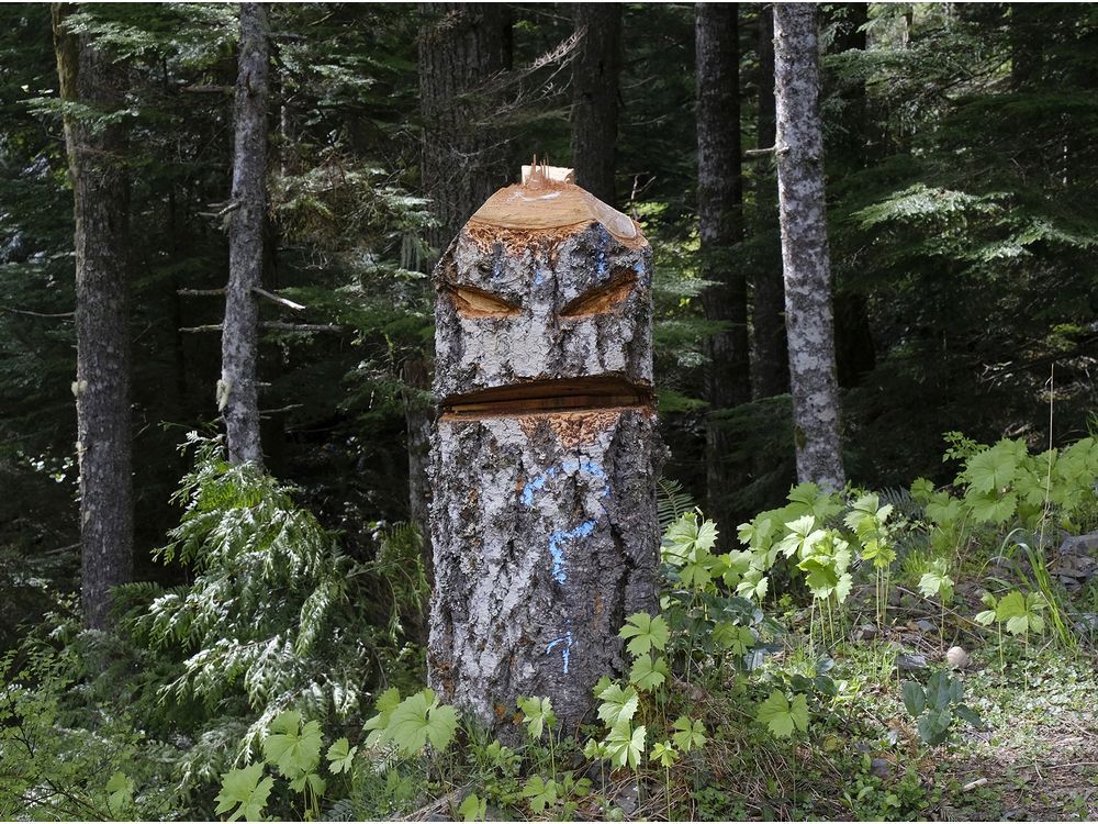 Tree poaching from BC forests increasing as lumber hits record prices ...