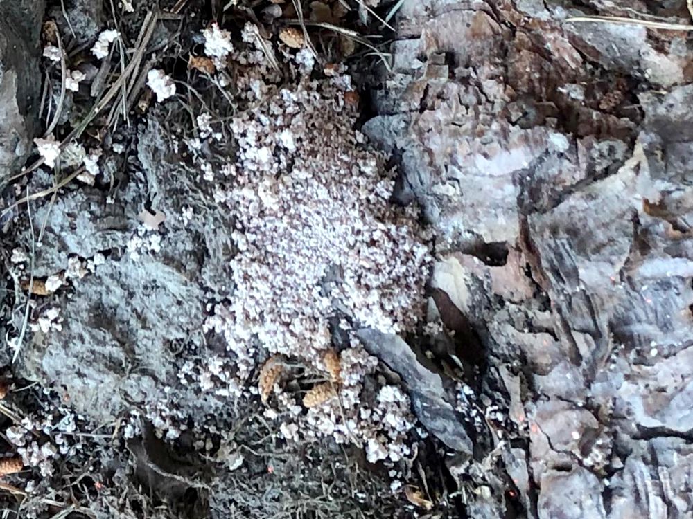 Toxic substance that killed squirrels in Richmond park is from beetles ...