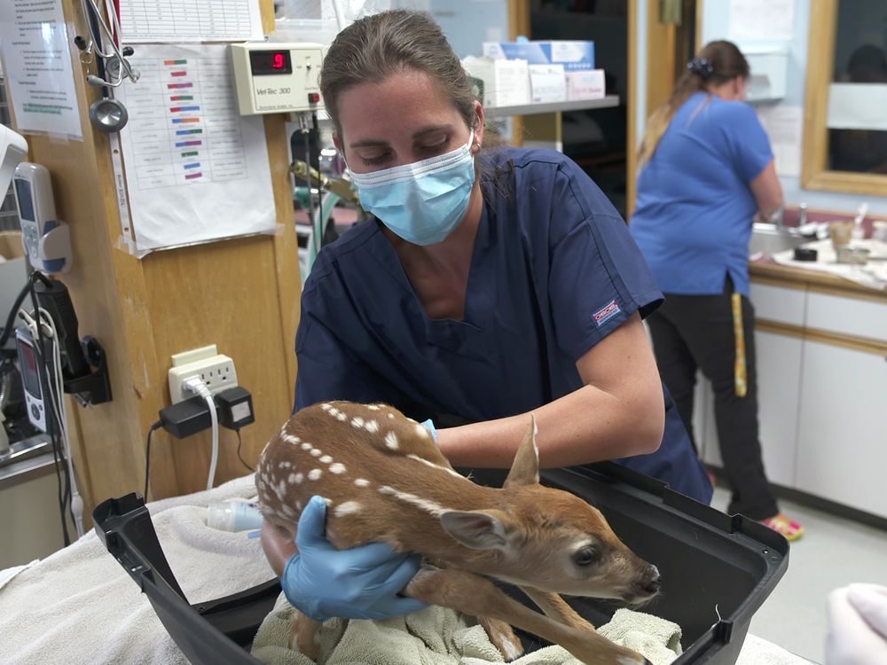 Wapanatahk Media gives itself a worthy first birthday present ...