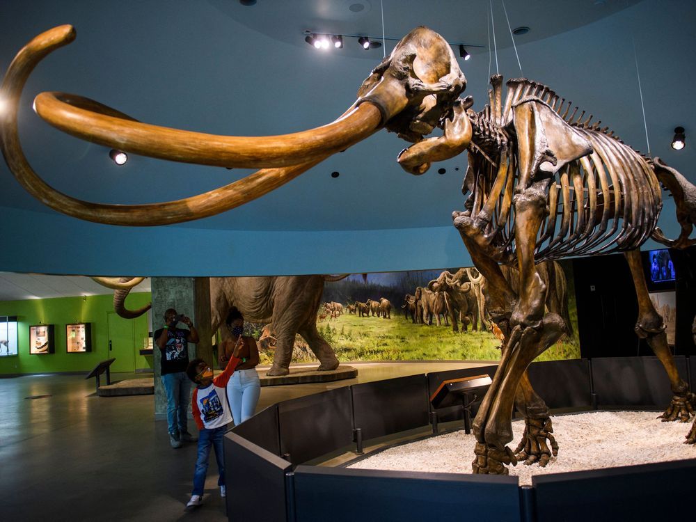 Peter McKnight: Project to revive woolly mammoth raises questions about ...