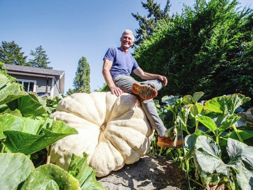 Passion for giant pumpkins produced an 800-pounder for Island man ...