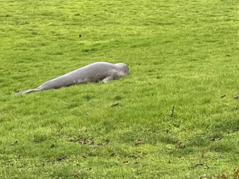 Elephant seal hits the links at Victoria's Gorge Vale Golf Course ...