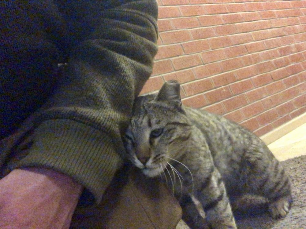 A purrfect ending: Kabul cat and NATO officer reunite in Vancouver ...