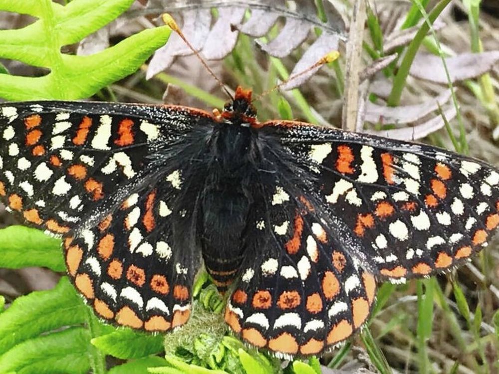 Rare butterfly making a comeback on Vancouver Island | Vancouver Sun