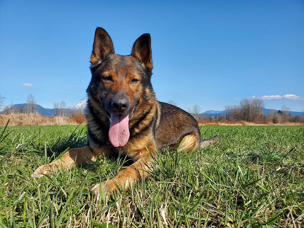 RCMP police dog service launches annual 'name the puppy' contest ...