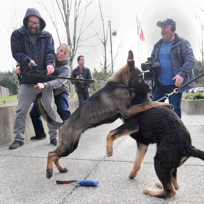 RCMP police dog service launches annual 'name the puppy' contest ...