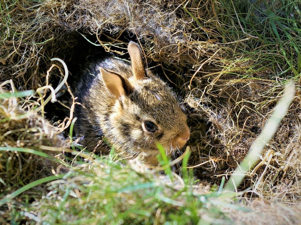 Park board warns public not to feed, handle or release rabbits ...