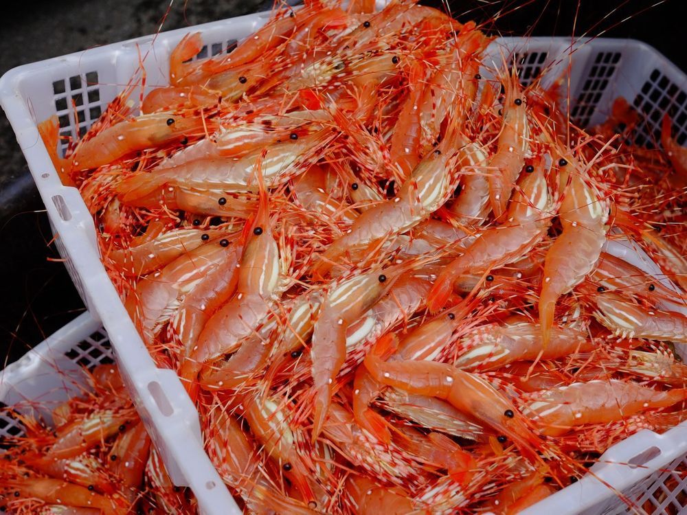B.C. Spot Prawn Festival returns this May | Sudbury Star