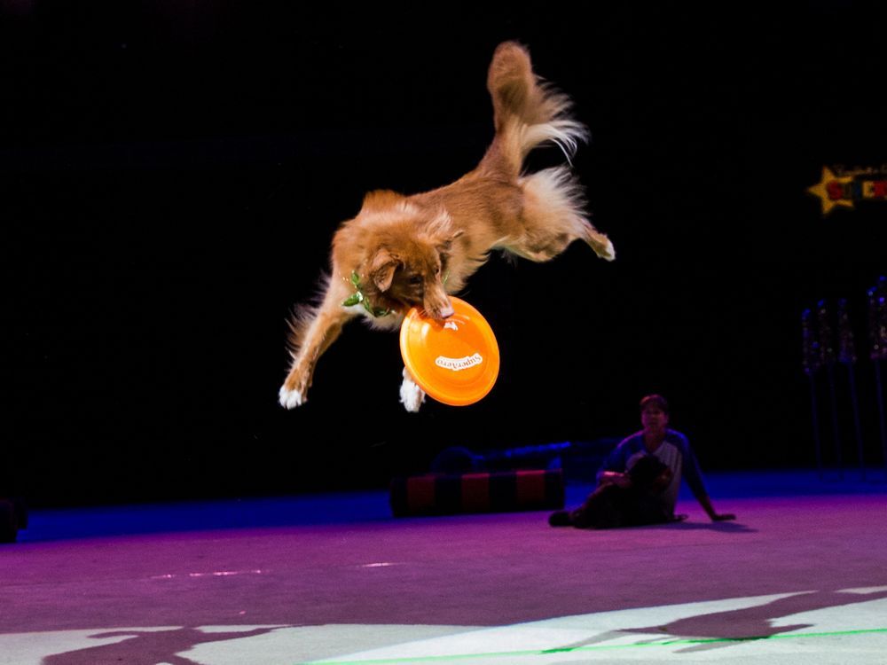 Celebrate the 2022 PNE with SuperDogs, singing stars and more ...