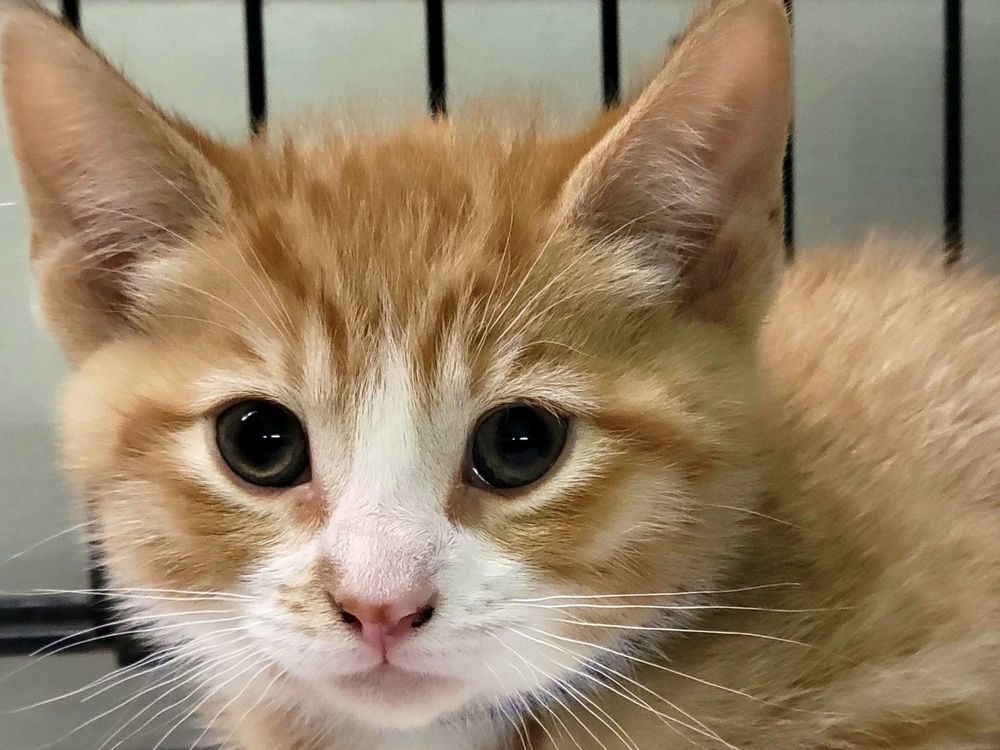 BC SPCA reports low adoption rates since pandemic broke out | Vancouver Sun