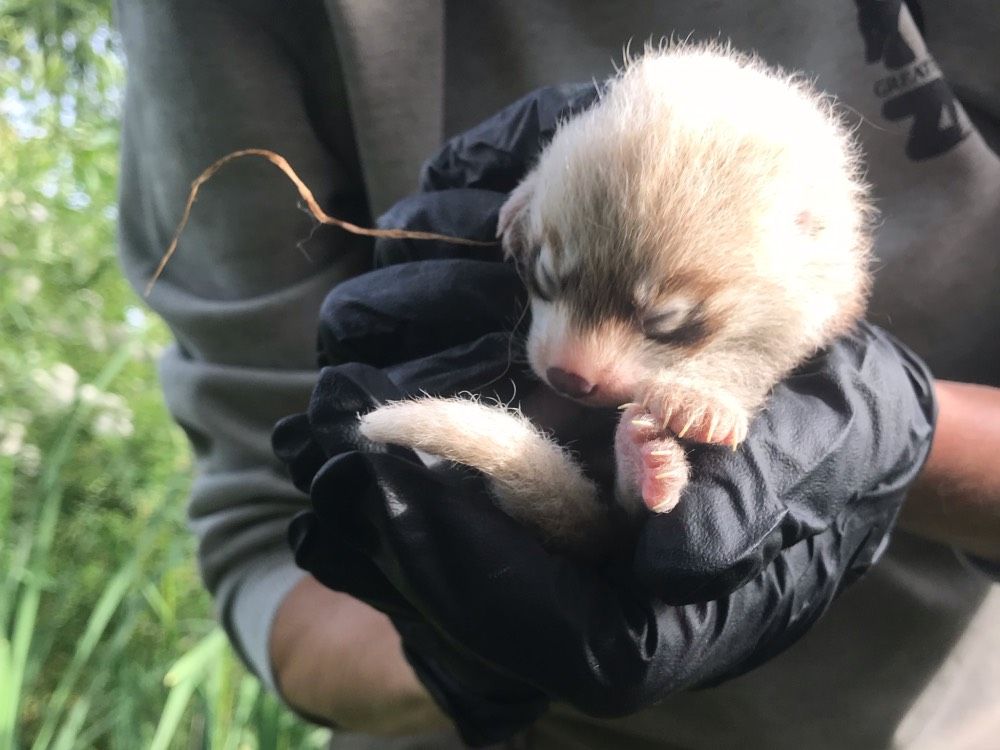 Greater Vancouver Zoo celebrates the birth of red panda twins ...