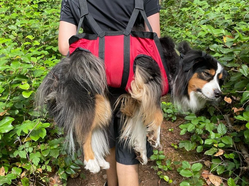 Dog packed off B.C. mountain peak after eating marijuana butt ...