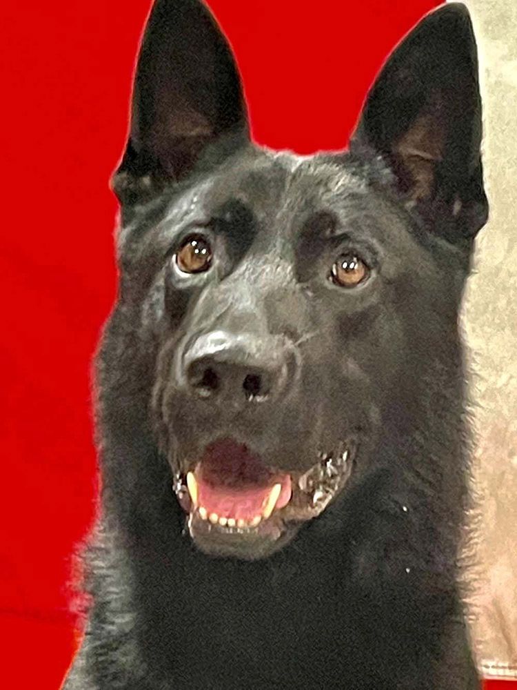 Seven police dogs ready to start patrolling the Lower Mainland ...