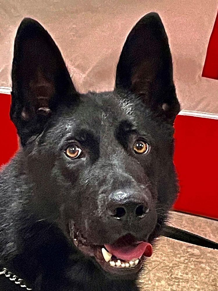 Seven police dogs ready to start patrolling the Lower Mainland ...