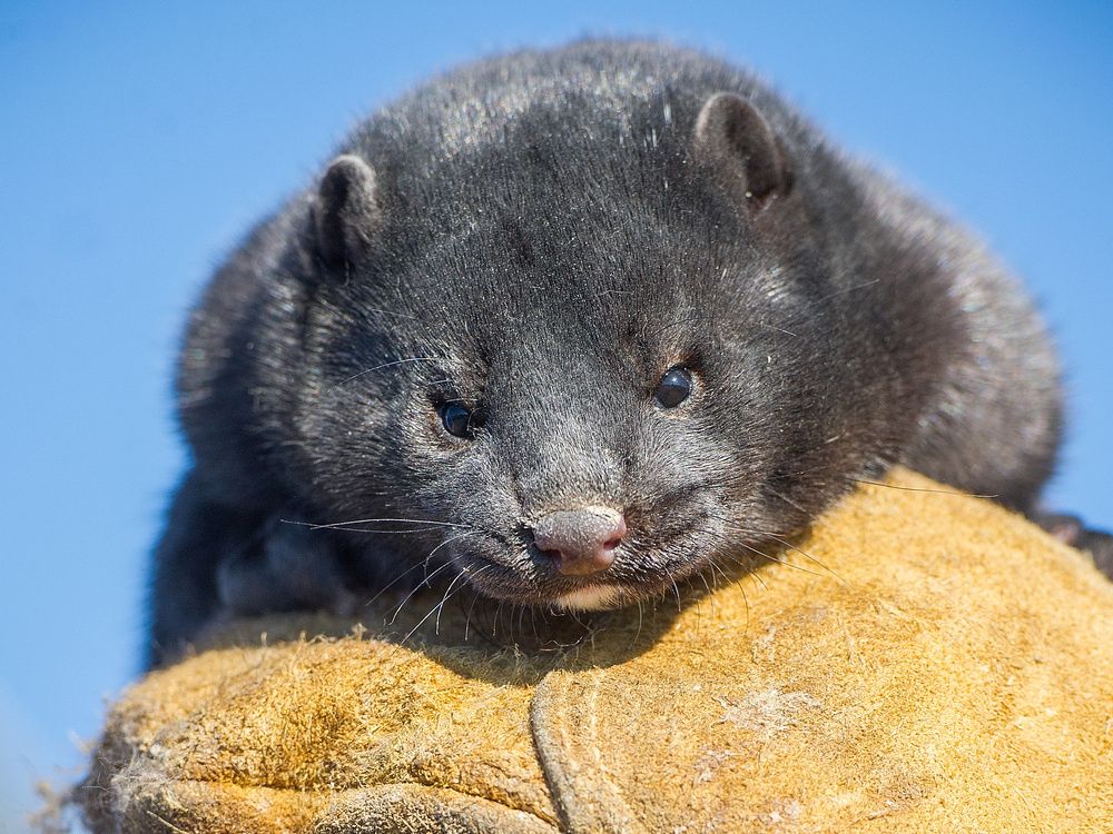 Gov't ordered to produce info in lawsuit fighting ban on mink farm ban ...