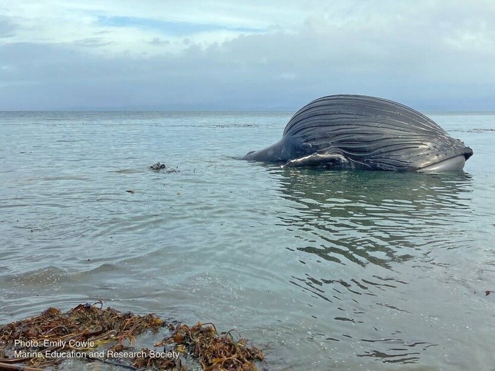 Female humpback whale found dead off B.C.'s Malcolm Island | Vancouver Sun