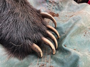 BC bears were mysteriously missing toes. These scientists solved it ...