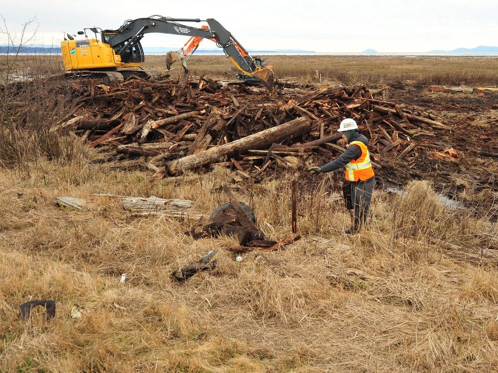 Ducks Unlimited project to boost Boundary Bay's climate resilience ...