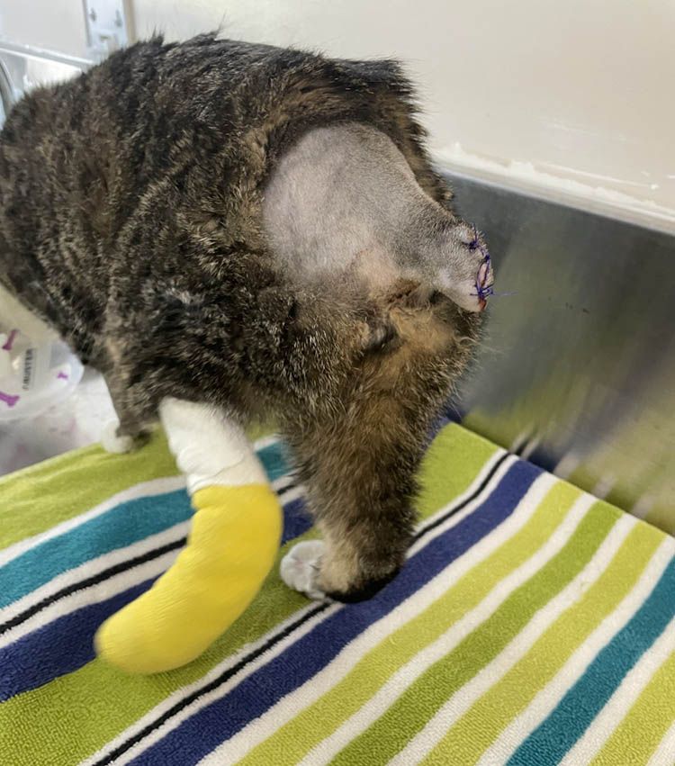 Tabby cat found nearly frozen on logging road in Cranbrook: SPCA ...