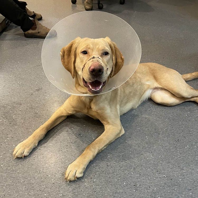 Injured yellow Lab found with muzzle taped shut in Comox: SPCA ...