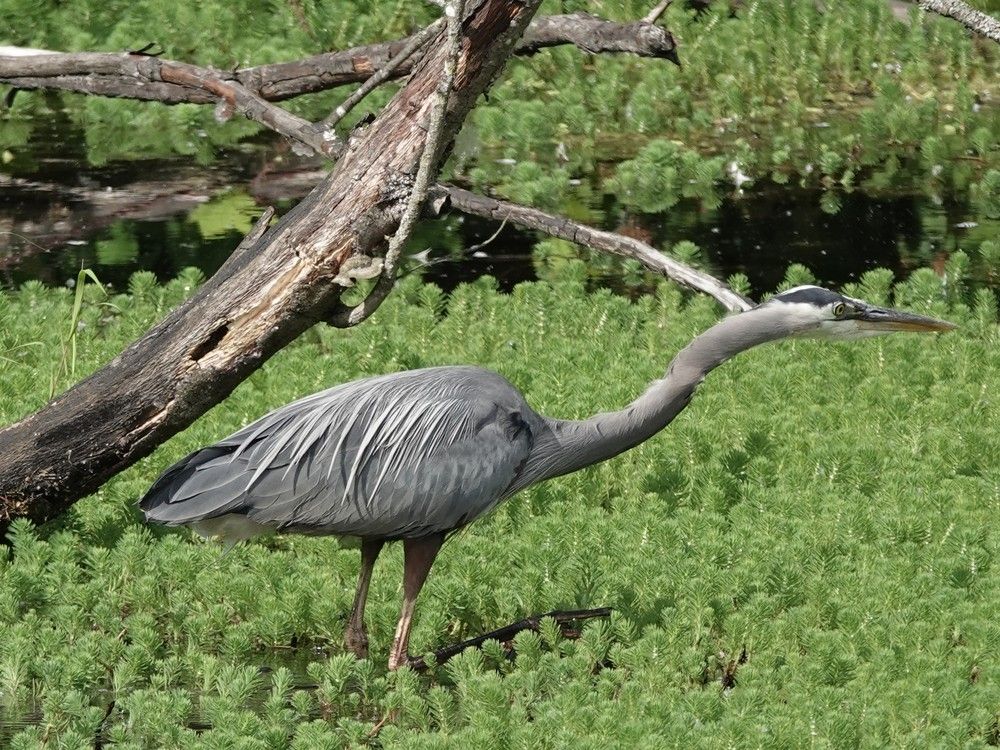 Burnaby mayor defends $182-million green waste plant on parkland ...