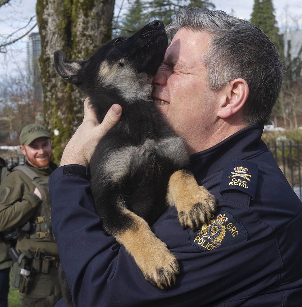 Meet the police dogs from last year's RCMP name-the-puppy contest ...