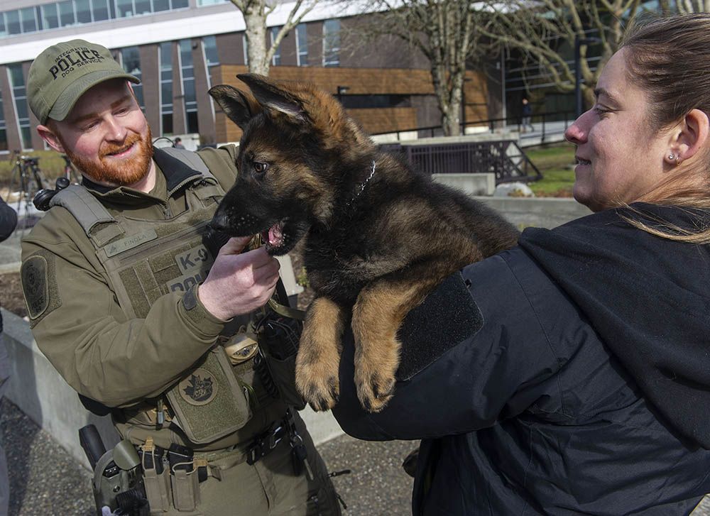 Meet the police dogs from last year's RCMP name-the-puppy contest ...