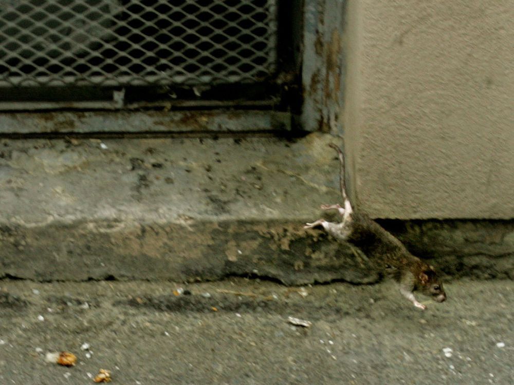 When the sun goes down, a swarm of rats emerges in downtown Vancouver ...