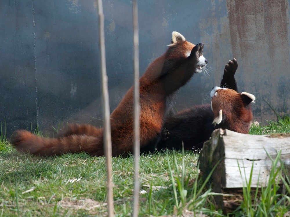 Greater Vancouver Zoo's baby red pandas named Maple and Mei Mei ...