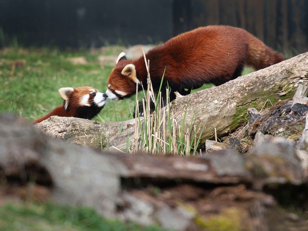 Greater Vancouver Zoo's baby red pandas named Maple and Mei Mei ...