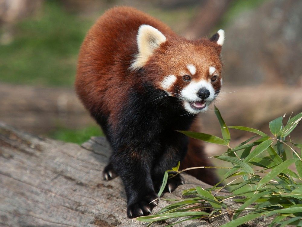 Greater Vancouver Zoo's baby red pandas named Maple and Mei Mei ...