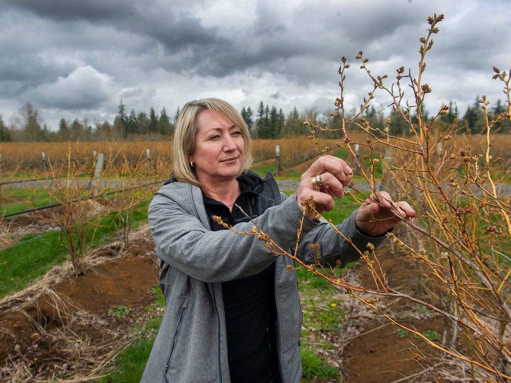 B.C. experiencing a slow spring amid weather 'polarization' | Vancouver Sun