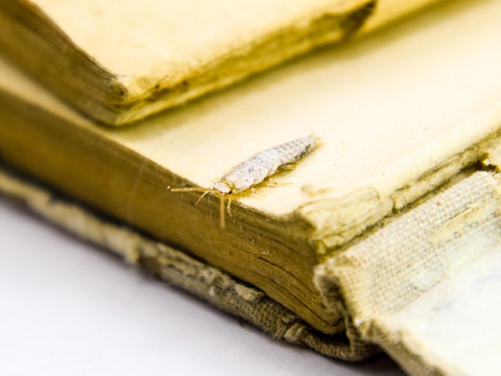 B.C. buyer fails to win damages after apartment sold with silverfish ...