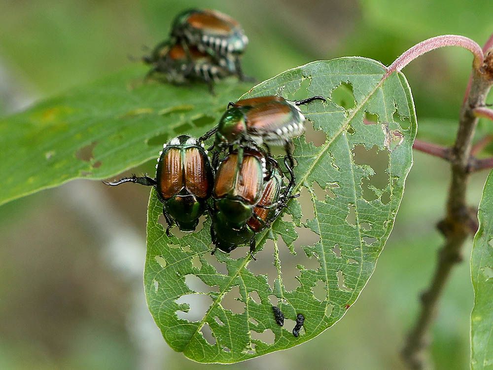 Vancouver plant-moving restrictions expanded to fight invasive beetle ...