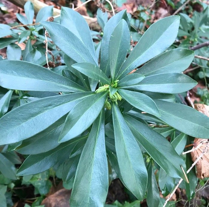 Metro Vancouver steps up war on invasive weeds and species | Vancouver Sun