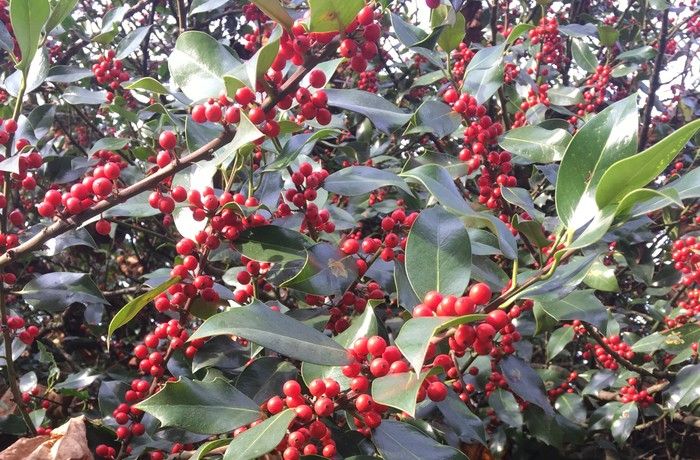 Metro Vancouver steps up war on invasive weeds and species | Vancouver Sun