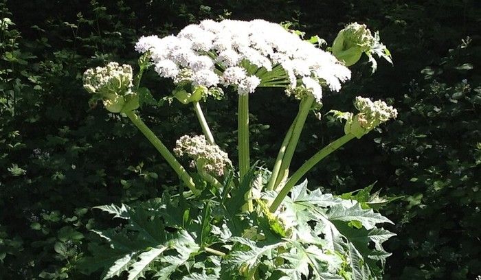 Metro Vancouver steps up war on invasive weeds and species | Vancouver Sun