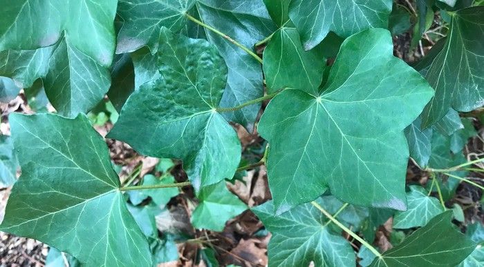 Metro Vancouver steps up war on invasive weeds and species | Vancouver Sun