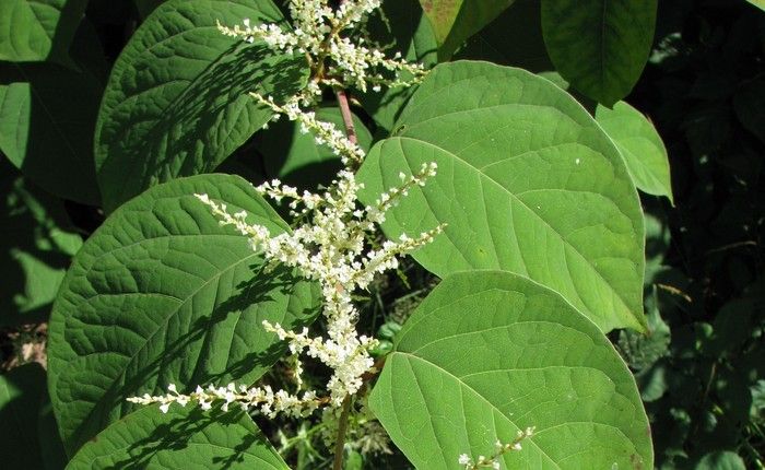 Metro Vancouver steps up war on invasive weeds and species | Vancouver Sun