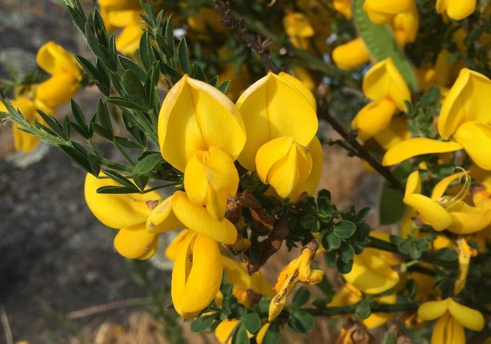 Metro Vancouver steps up war on invasive weeds and species | Vancouver Sun