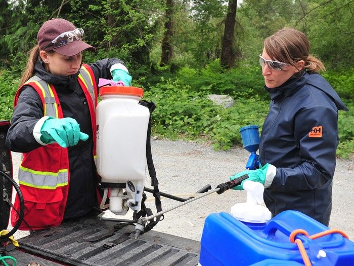Metro Vancouver steps up war on invasive weeds and species | Vancouver Sun