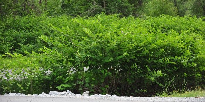 Metro Vancouver steps up war on invasive weeds and species | Vancouver Sun