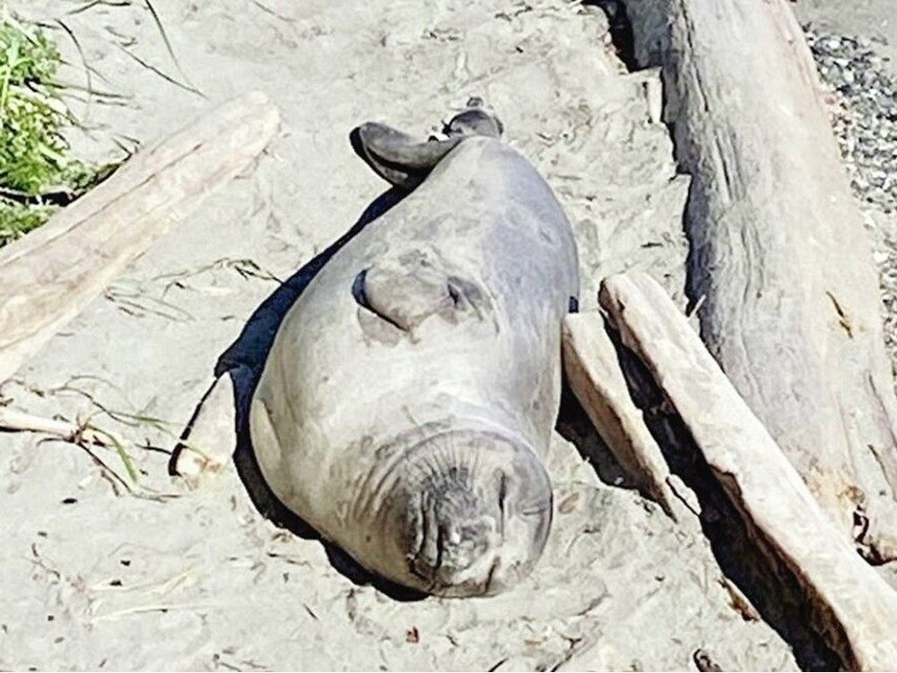 Emerson the roving elephant seal warms to Oak Bay | Vancouver Sun