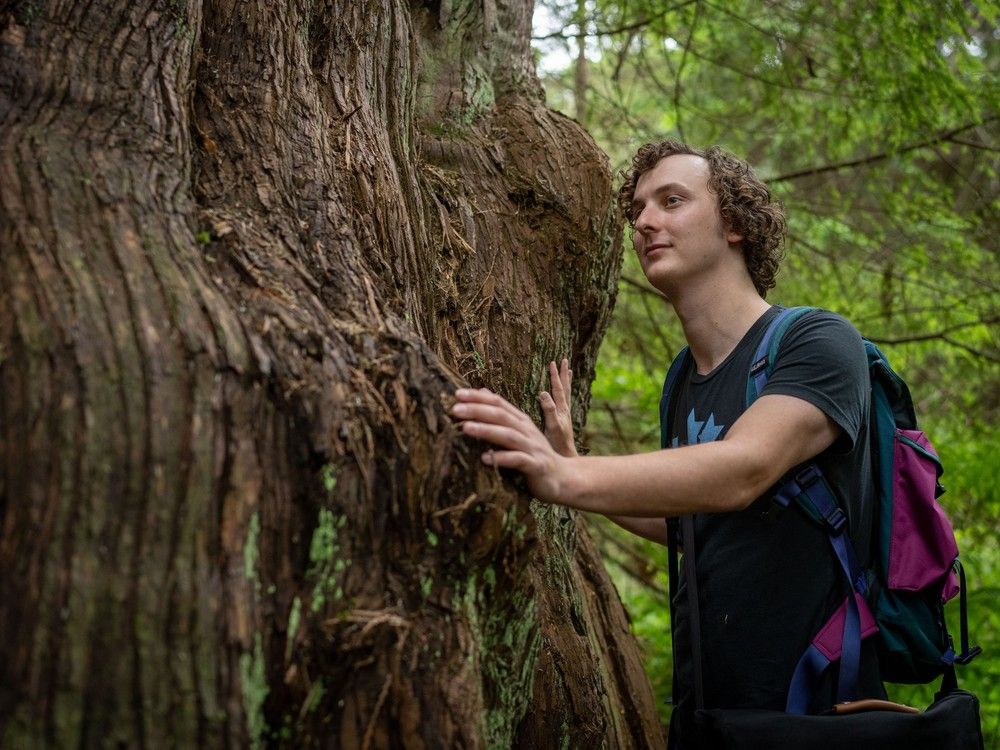 The quest for an ancient colossus, in the wild rainforest of B.C ...