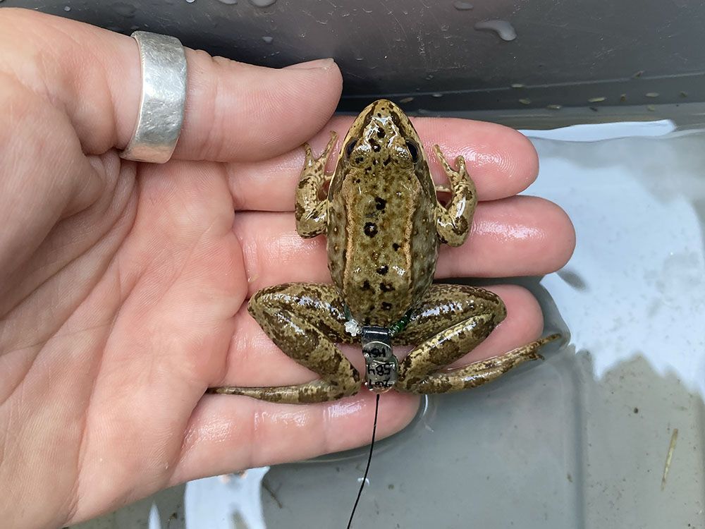 B.C. frog relocation study aims to understand conservation practice ...
